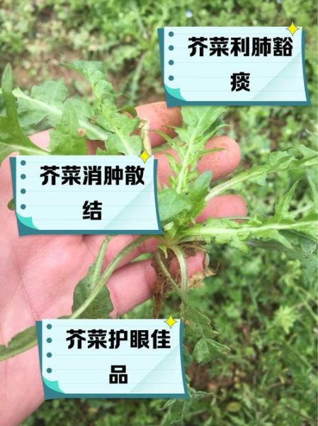 芥菜的功效与作用_芥菜怎么吃最营养-第3张图片-山城妙识 芥菜的功效与作用_芥菜怎么吃最营养-第3张图片-山城妙识