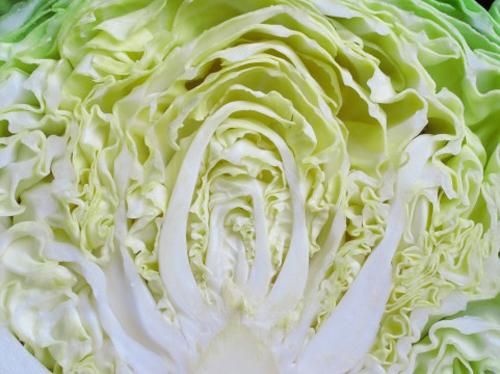 高丽菜是什么菜_高丽菜和包菜的区别-第2张图片-山城妙识 高丽菜是什么菜_高丽菜和包菜的区别-第2张图片-山城妙识