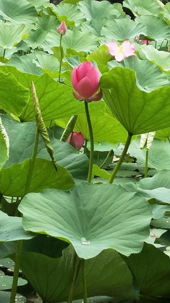 荷花图片大全大图高清_如何拍出高清荷花大片-第3张图片-山城妙识 荷花图片大全大图高清_如何拍出高清荷花大片-第3张图片-山城妙识