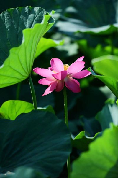 荷花图片大全大图高清_如何拍出高清荷花大片-第2张图片-山城妙识 荷花图片大全大图高清_如何拍出高清荷花大片-第2张图片-山城妙识