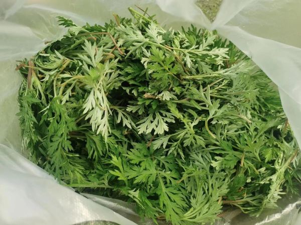 青蒿草农村叫什么_农村土名叫什么-第3张图片-山城妙识 青蒿草农村叫什么_农村土名叫什么-第3张图片-山城妙识