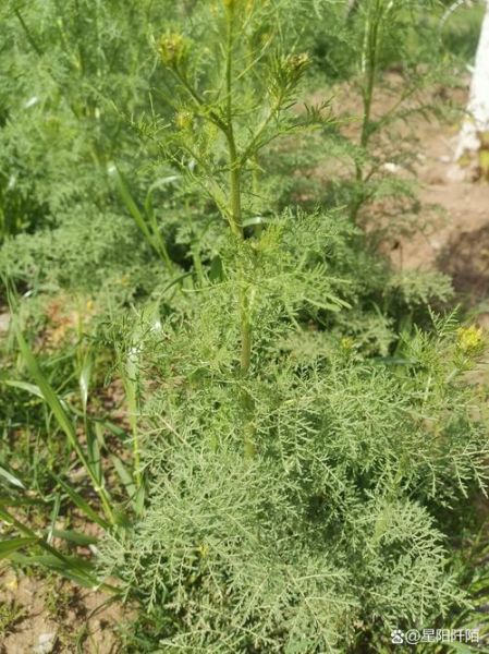 青蒿草农村叫什么_农村土名叫什么-第2张图片-山城妙识 青蒿草农村叫什么_农村土名叫什么-第2张图片-山城妙识