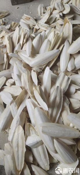 乌贼骨粉的功效与禁忌_乌贼骨粉怎么吃才安全-第2张图片-山城妙识