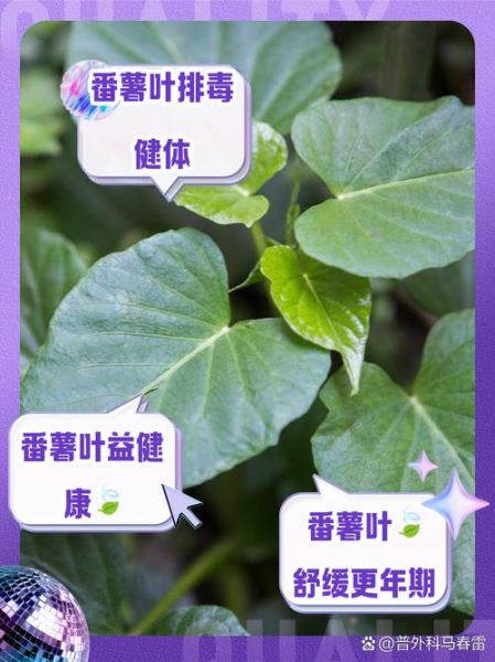 番薯叶的功效与作用_番薯叶的禁忌人群-第2张图片-山城妙识