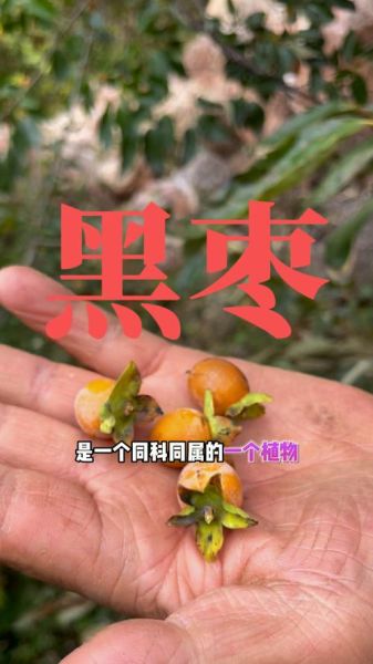 黑枣树长什么样_黑枣树果实特征-第1张图片-山城妙识