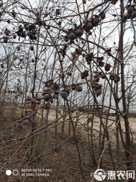 黑枣树长什么样_黑枣树果实特征-第3张图片-山城妙识