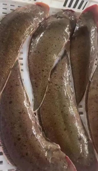 龙利鱼是世界上最脏的鱼_真的吗-第1张图片-山城妙识 龙利鱼是世界上最脏的鱼_真的吗-第1张图片-山城妙识