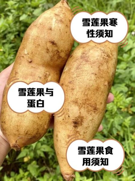 雪莲果怎么吃_雪莲果的正确吃法-第2张图片-山城妙识