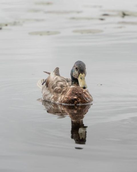野鸭是几级保护动物_野鸭能养吗-第3张图片-山城妙识 野鸭是几级保护动物_野鸭能养吗-第3张图片-山城妙识