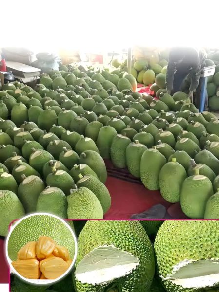 菠萝菠萝蜜视频高清在线看6_如何免费观看-第2张图片-山城妙识 菠萝菠萝蜜视频高清在线看6_如何免费观看-第2张图片-山城妙识