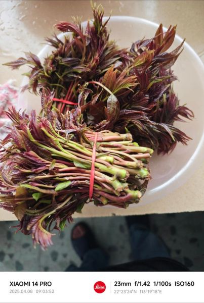 香椿叶图片_香椿叶怎么区分真假-第3张图片-山城妙识 香椿叶图片_香椿叶怎么区分真假-第3张图片-山城妙识