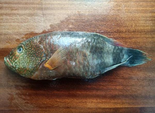 苏眉鱼的营养价值_孕妇能吃苏眉鱼吗-第1张图片-山城妙识 苏眉鱼的营养价值_孕妇能吃苏眉鱼吗-第1张图片-山城妙识