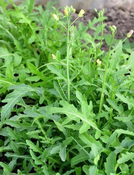 野芝麻菜的功效与作用_野芝麻菜怎么吃-第2张图片-山城妙识 野芝麻菜的功效与作用_野芝麻菜怎么吃-第2张图片-山城妙识