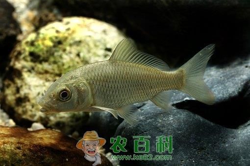 裸斑鱼多少钱一斤_裸斑鱼价格为什么差异大-第3张图片-山城妙识 裸斑鱼多少钱一斤_裸斑鱼价格为什么差异大-第3张图片-山城妙识