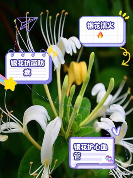 长期喝金银花泡水的好处和坏处_金银花泡水可以天天喝吗-第2张图片-山城妙识