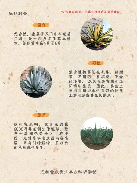 龙舌兰有毒吗_龙舌兰汁液对人有什么危害-第1张图片-山城妙识 龙舌兰有毒吗_龙舌兰汁液对人有什么危害-第1张图片-山城妙识