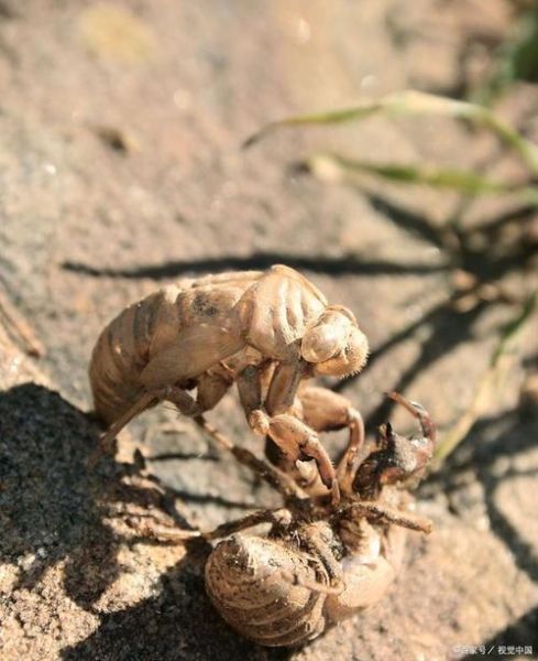 知了什么时候从土里钻出来_知了出土时间-第2张图片-山城妙识 知了什么时候从土里钻出来_知了出土时间-第2张图片-山城妙识