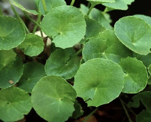 马蹄草的功效与作用_马蹄草可以天天泡水喝吗-第1张图片-山城妙识 马蹄草的功效与作用_马蹄草可以天天泡水喝吗-第1张图片-山城妙识