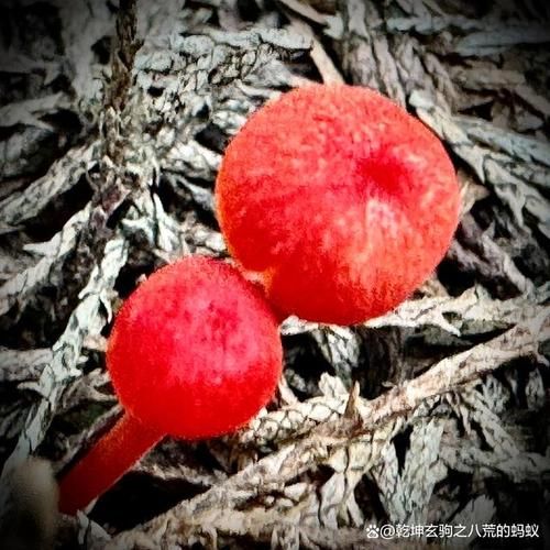 红蘑菇的功效与作用_红蘑菇怎么吃最好-第2张图片-山城妙识