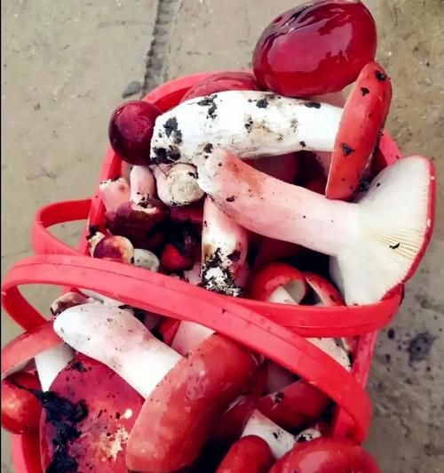 红蘑菇的功效与作用_红蘑菇怎么吃最好-第1张图片-山城妙识