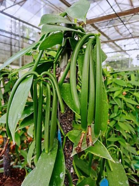 香草冰激凌的香草是什么植物_为什么叫香草-第1张图片-山城妙识 香草冰激凌的香草是什么植物_为什么叫香草-第1张图片-山城妙识