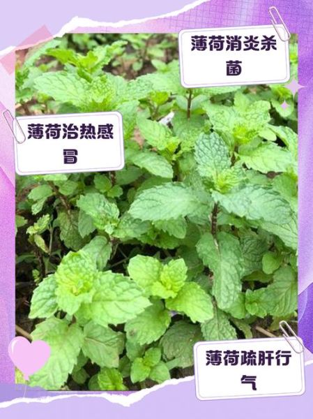 薄荷叶的功效与作用及禁忌症_薄荷叶泡水喝的禁忌-第1张图片-山城妙识 薄荷叶的功效与作用及禁忌症_薄荷叶泡水喝的禁忌-第1张图片-山城妙识