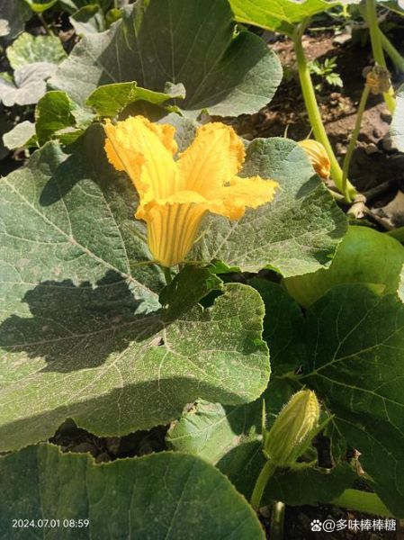 北方倭瓜是什么_北方倭瓜怎么种-第2张图片-山城妙识 北方倭瓜是什么_北方倭瓜怎么种-第2张图片-山城妙识