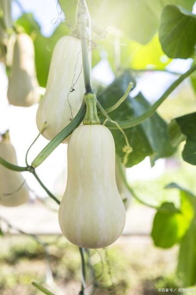 北方倭瓜是什么_北方倭瓜怎么种-第3张图片-山城妙识 北方倭瓜是什么_北方倭瓜怎么种-第3张图片-山城妙识