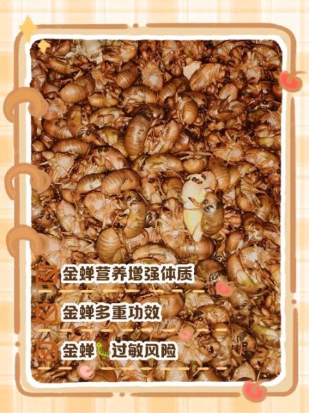 吃金蝉的危害_金蝉吃多了会怎样-第1张图片-山城妙识 吃金蝉的危害_金蝉吃多了会怎样-第1张图片-山城妙识