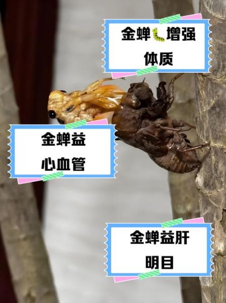 吃金蝉的危害_金蝉吃多了会怎样-第2张图片-山城妙识 吃金蝉的危害_金蝉吃多了会怎样-第2张图片-山城妙识