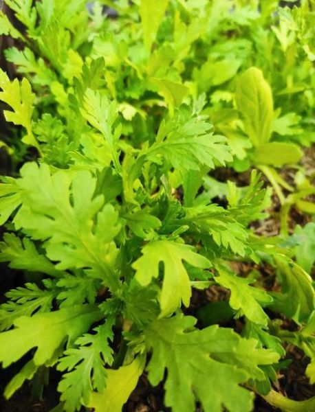 茼蒿要不要焯水_焯水后营养会流失吗-第2张图片-山城妙识