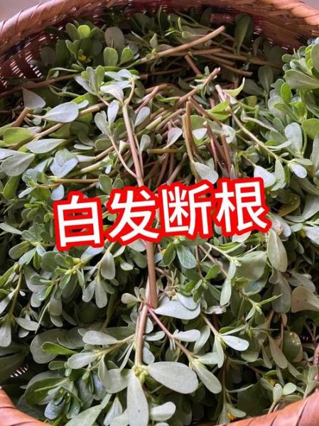 马齿苋煮水洗头治白发吗_马齿苋洗头白发变黑真的有效吗-第2张图片-山城妙识