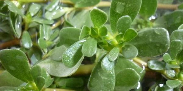 马齿苋煮水洗头治白发吗_马齿苋洗头白发变黑真的有效吗-第3张图片-山城妙识