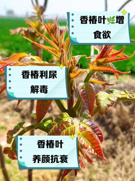 香椿的功效与作用有哪些_香椿主治什么病-第3张图片-山城妙识 香椿的功效与作用有哪些_香椿主治什么病-第3张图片-山城妙识