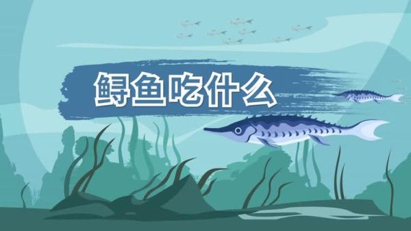 鲟鱼吃什么饲料_鲟鱼饲料怎么选-第3张图片-山城妙识 鲟鱼吃什么饲料_鲟鱼饲料怎么选-第3张图片-山城妙识