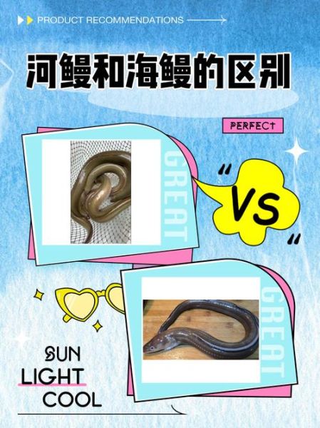 蒲烧鳗鱼是河鳗还是海鳗_鳗鱼种类区别-第1张图片-山城妙识