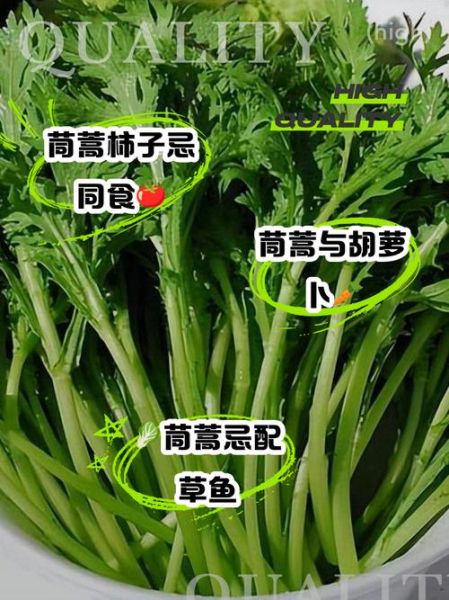 茼蒿菜什么人不能吃_茼蒿禁忌人群-第2张图片-山城妙识 茼蒿菜什么人不能吃_茼蒿禁忌人群-第2张图片-山城妙识