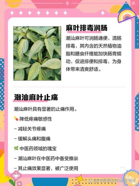 麻叶荨麻的功效与作用_麻叶荨麻怎么食用-第3张图片-山城妙识 麻叶荨麻的功效与作用_麻叶荨麻怎么食用-第3张图片-山城妙识