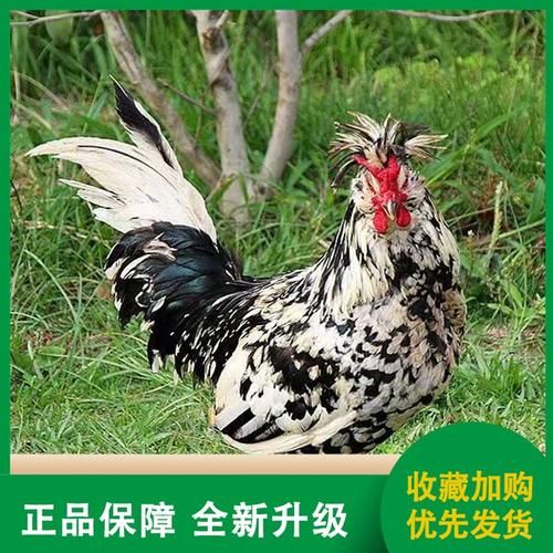 贵妃鸡能长多少斤_成年体重与饲养周期-第3张图片-山城妙识 贵妃鸡能长多少斤_成年体重与饲养周期-第3张图片-山城妙识