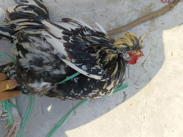 贵妃鸡能长多少斤_成年体重与饲养周期-第1张图片-山城妙识 贵妃鸡能长多少斤_成年体重与饲养周期-第1张图片-山城妙识