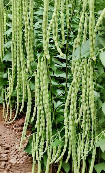 芸豆品种大全_芸豆哪个品种产量高-第1张图片-山城妙识 芸豆品种大全_芸豆哪个品种产量高-第1张图片-山城妙识