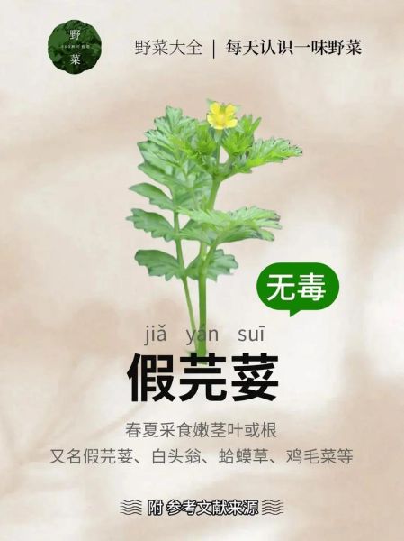 芜荽的功效与作用_芜荽怎么吃最好-第3张图片-山城妙识 芜荽的功效与作用_芜荽怎么吃最好-第3张图片-山城妙识