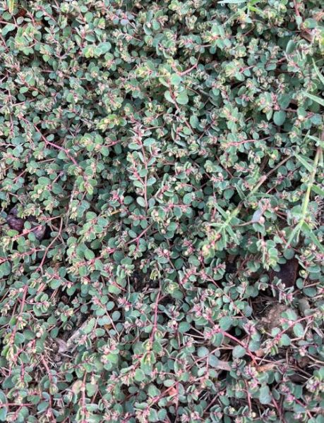 地锦草的功效与作用_地锦草能治哪些病-第1张图片-山城妙识