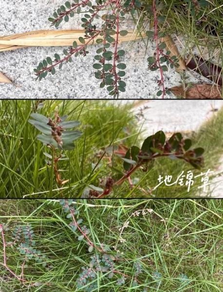 地锦草的功效与作用_地锦草能治哪些病-第2张图片-山城妙识