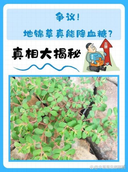地锦草的功效与作用_地锦草能治哪些病-第3张图片-山城妙识