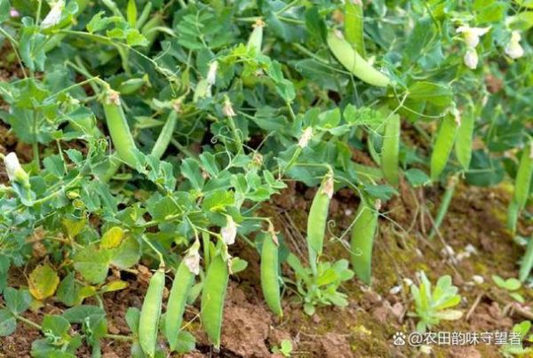 豌豆什么时候种植最好_豌豆种植时间-第1张图片-山城妙识