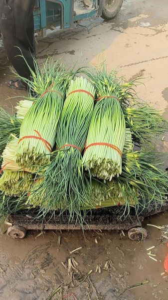 蒜薹价格最新行情_蒜薹为什么涨价-第1张图片-山城妙识 蒜薹价格最新行情_蒜薹为什么涨价-第1张图片-山城妙识