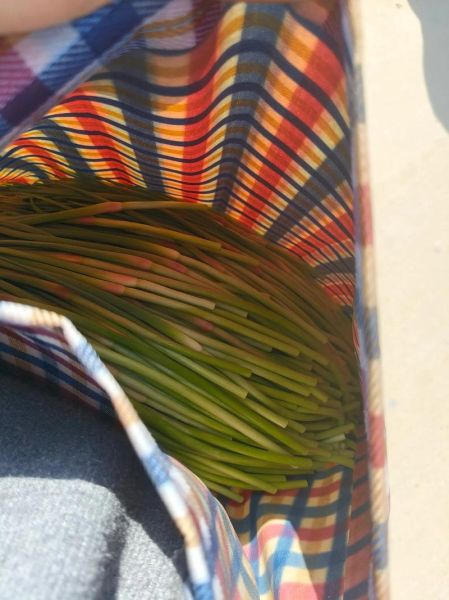 蒜薹价格最新行情_蒜薹为什么涨价-第3张图片-山城妙识 蒜薹价格最新行情_蒜薹为什么涨价-第3张图片-山城妙识