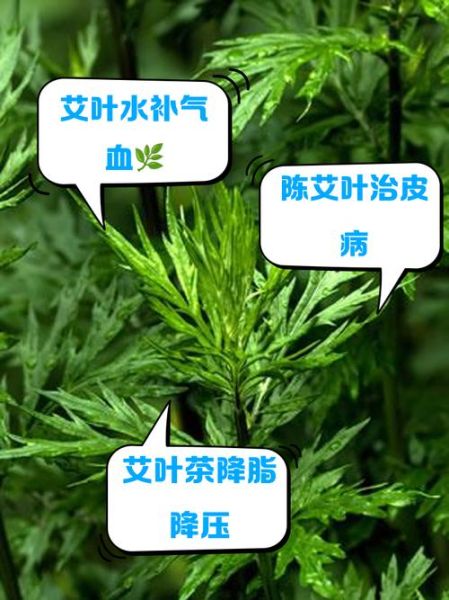 长期喝艾叶水的好处_艾叶水能天天喝吗-第2张图片-山城妙识 长期喝艾叶水的好处_艾叶水能天天喝吗-第2张图片-山城妙识