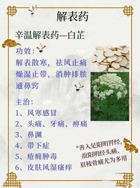 白芷的功效与作用_白芷能治什么病-第3张图片-山城妙识 白芷的功效与作用_白芷能治什么病-第3张图片-山城妙识